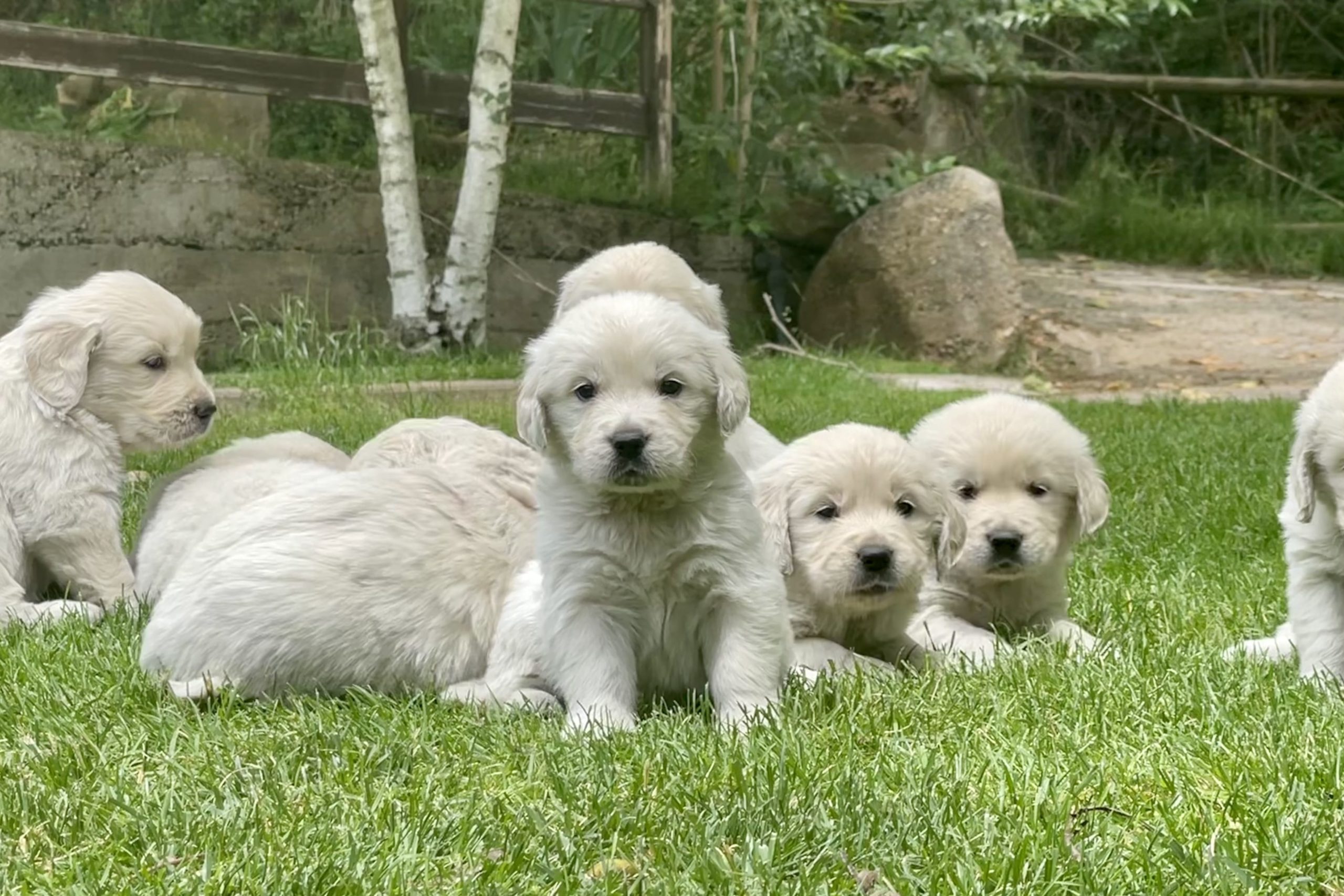 Freedom X Urna (13/05/2023) | Thevenet Golden Retrievers