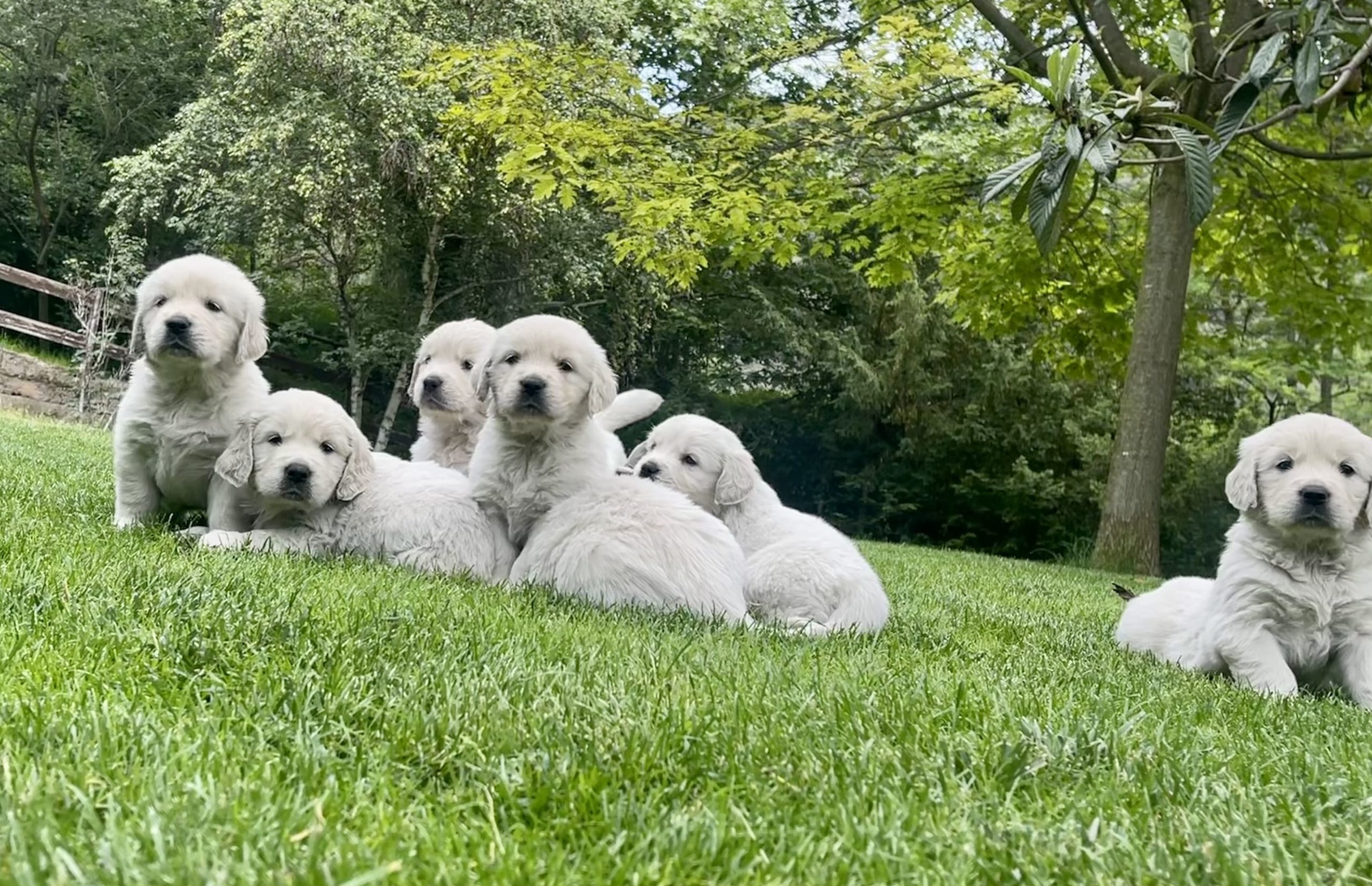 Freedom X Urna (13/05/2023) | Thevenet Golden Retrievers