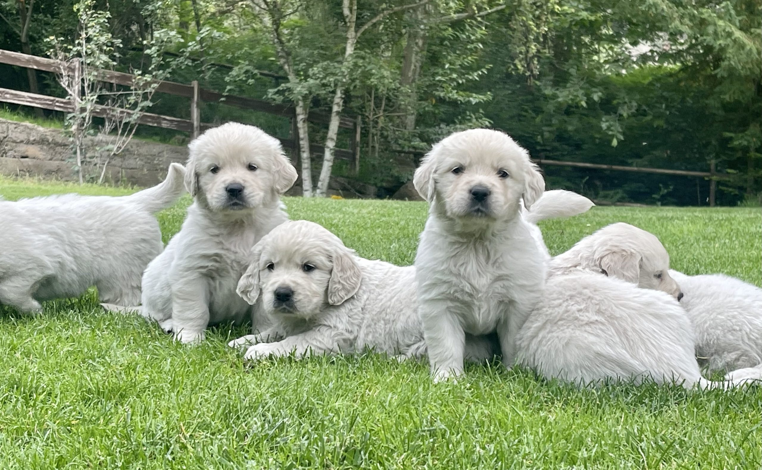 Freedom X Urna (13/05/2023) | Thevenet Golden Retrievers